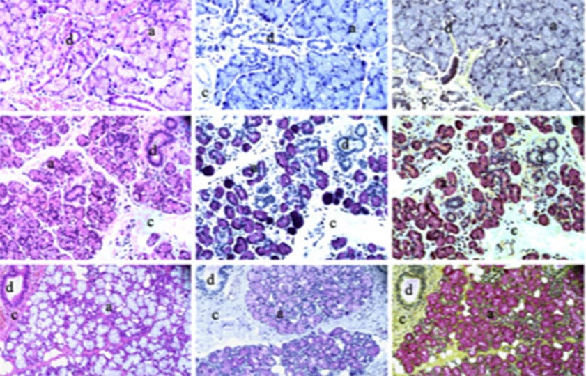 Magnetic 3D Bioprinting and the Applications of 3D Cell Culture Magnetic 3D Bioprinting and the Applications of 3D Cell Culture